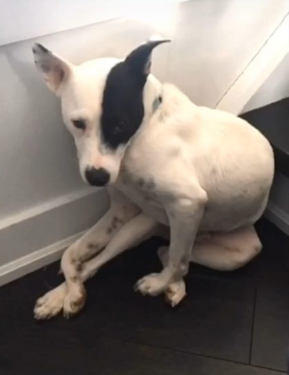 Woman Was Afraid Of Dogs Until She Met A Dog Who Was Afraid Of People ...