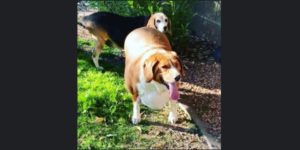 Two Obese Beagles Weighing 90 And 100 Pounds Help Each Other Lose ...