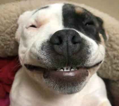 15 Hilarious Photos of Adorable Dogs being Silly (Part 2) - :) Healthy ...