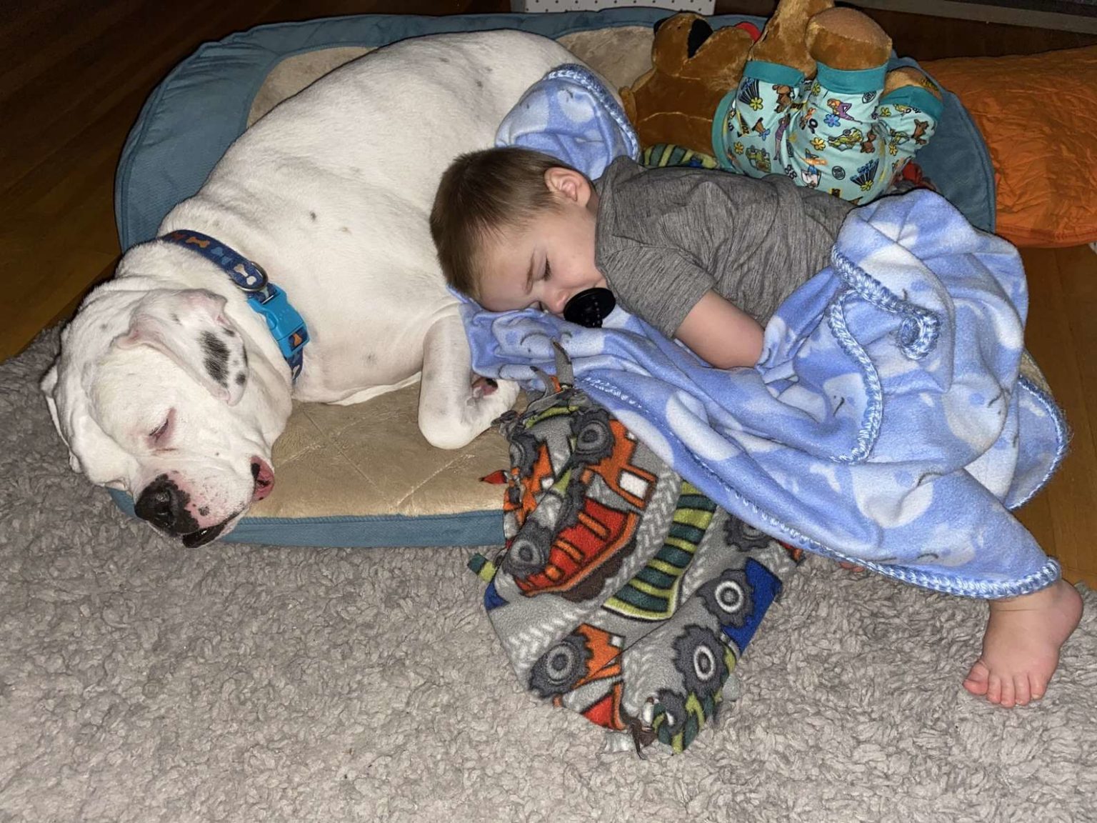 Little Boy Sneaks Out Of Bed To Cuddle With His Dog [Video ...