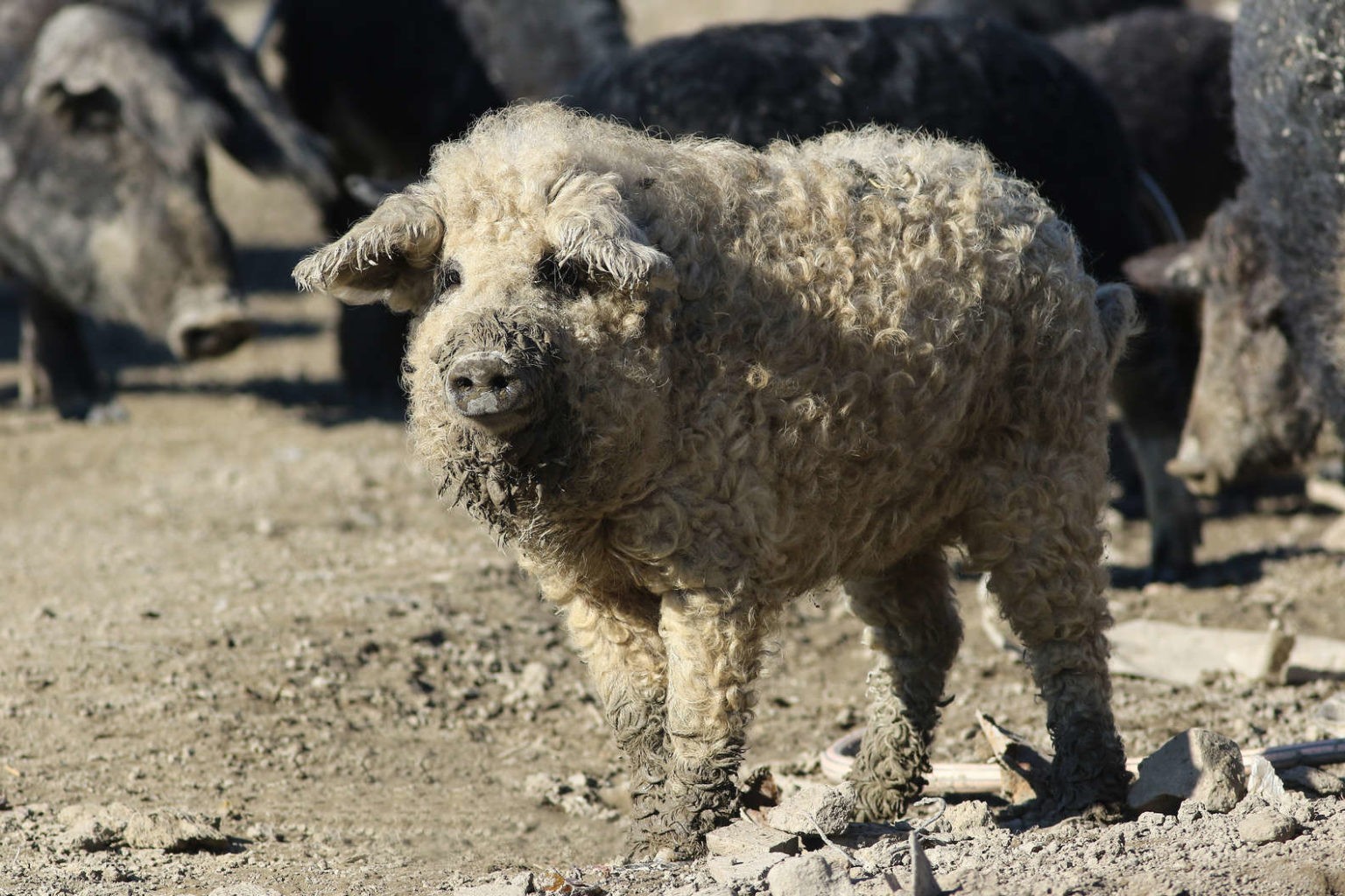 Meet Angus, The Pig-Sheep with Thick, Curly Coat of Hair - :) Healthy ...