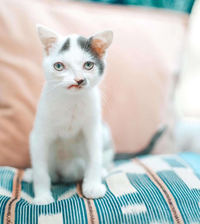 Deformed Kitten Looking For Forever Home - :) Healthy Happy News