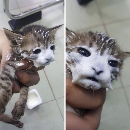 15 Hilarious Photos of Cats Being Messy Eaters - :) Healthy Happy News