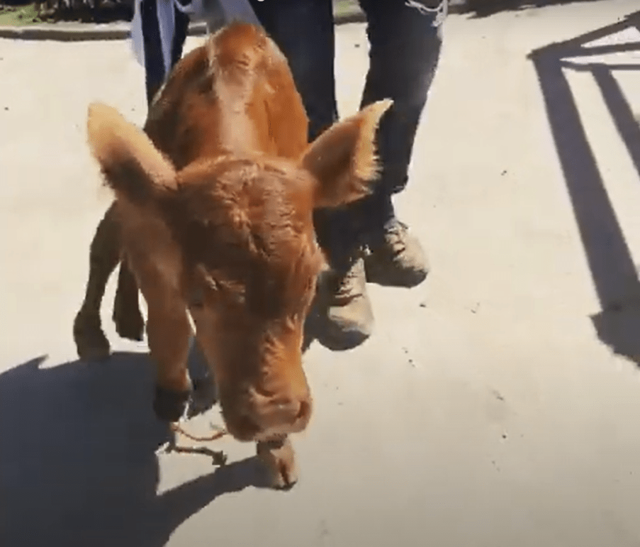 Handicapped Baby Cow Gets Custom-Made Wheelchair to Help her Walk ...