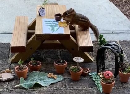 Food Writer Sets up Adorable Tiny Restaurant for Chipmunk - :) Healthy ...