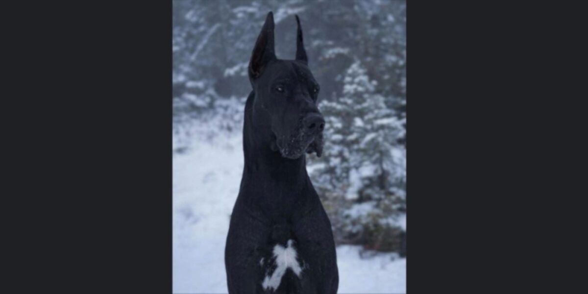 Meet Enzo, The Batman Dog - :) Healthy Happy News