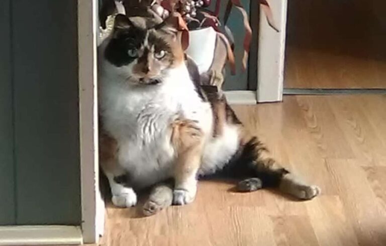 White Cat Dyes Herself Almost Black With Soot - :) Healthy Happy News