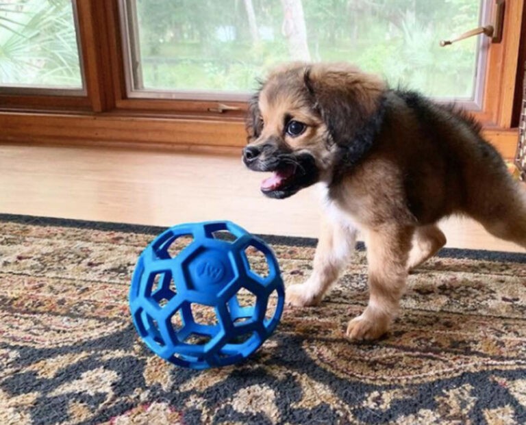 Short-spined dog loves being normal despite peculiarities [Video ...