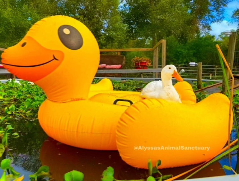 Duck who can’t swim enjoys the pool with her floatie [Video ...