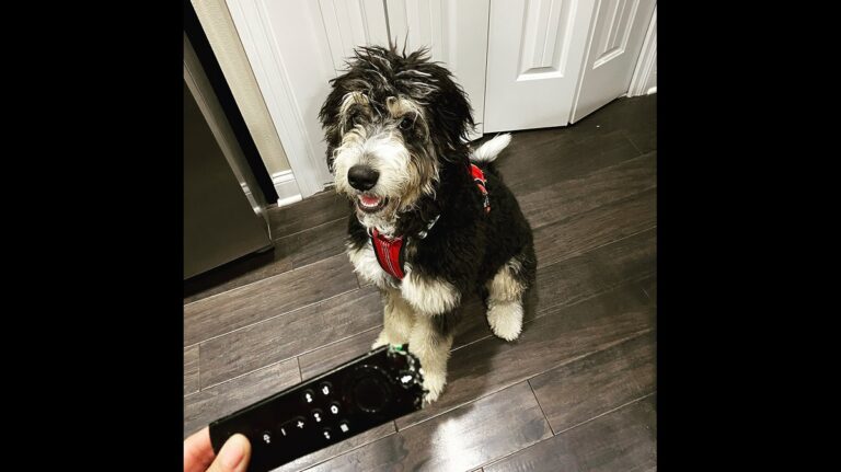 9 Hilarious Photos of Dogs Chomping on Anything - :) Healthy Happy News