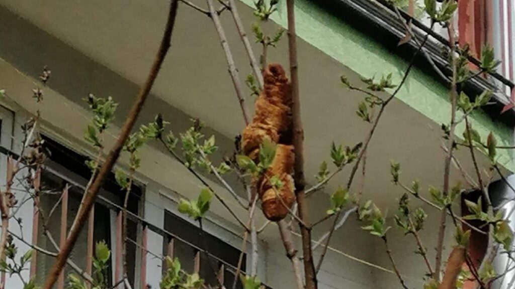 Mystery Animal Stuck in Tree Prompts Concerned Call for Rescue ...