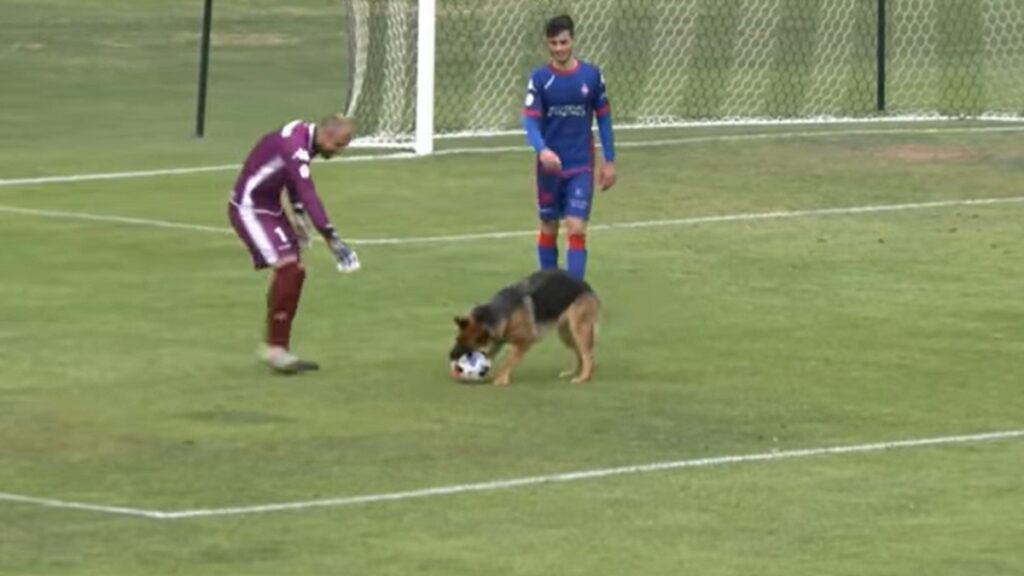 Dog Walking By Soccer Stadium Joins Match [Video] - :) Healthy Happy News