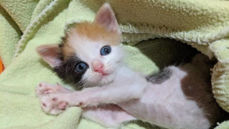 Flea-infested scraggly kitten transforms into a beautiful feline ...