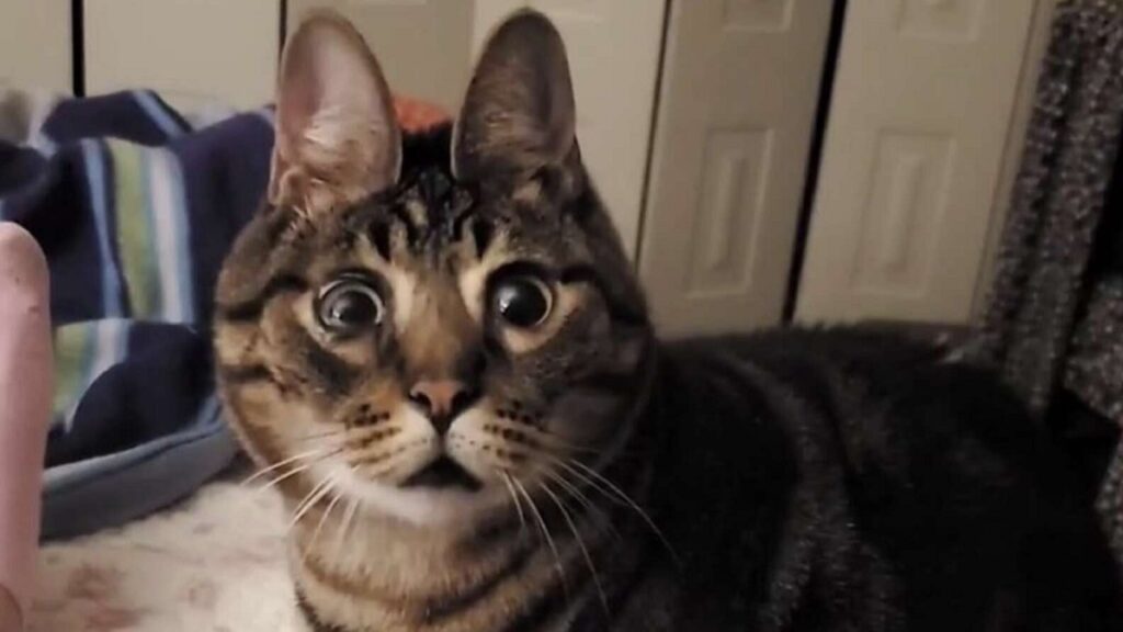 bunny-looking cat Archives - :) Healthy Happy News