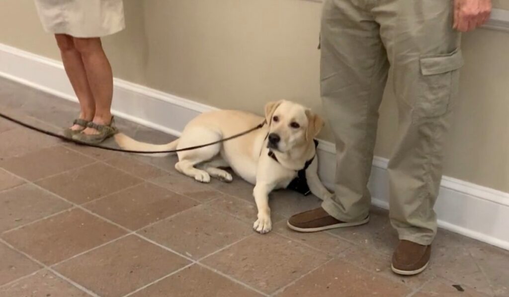 Labrador Who Flunked Guide Dog Training Now A Covid-Sniffing Hospital ...