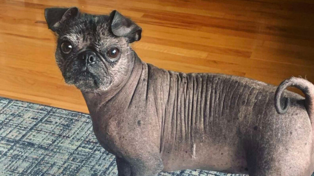 Check out this unique, hairless pug: What a cutie! - :) Healthy Happy News