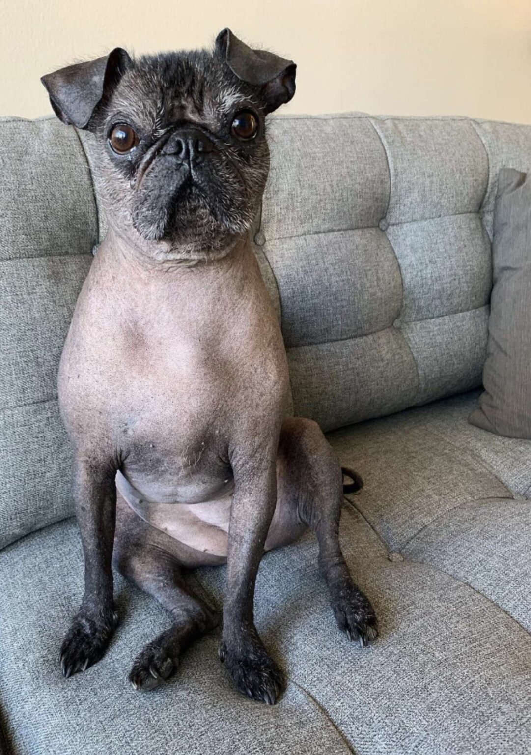 Check out this unique, hairless pug: What a cutie! - :) Healthy Happy News