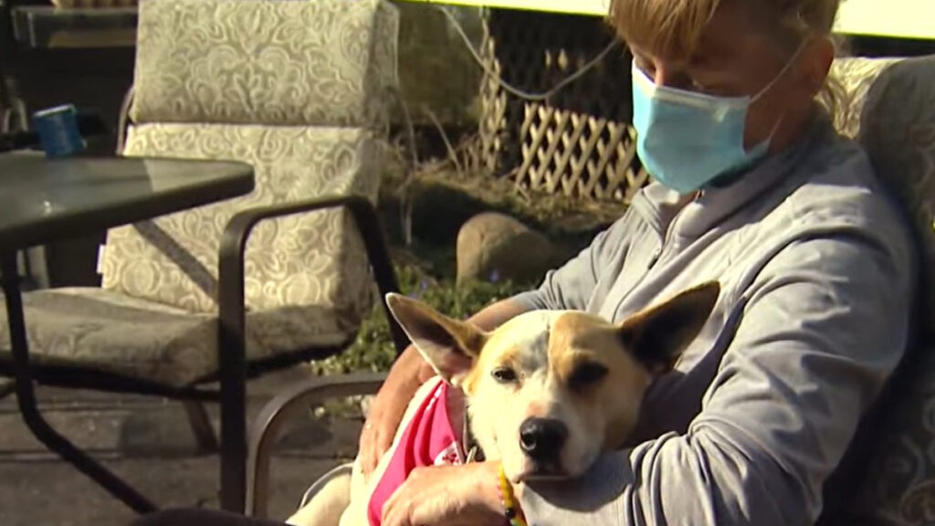 Dog missing for 5 years finally returns home [Video] - :) Healthy Happy ...