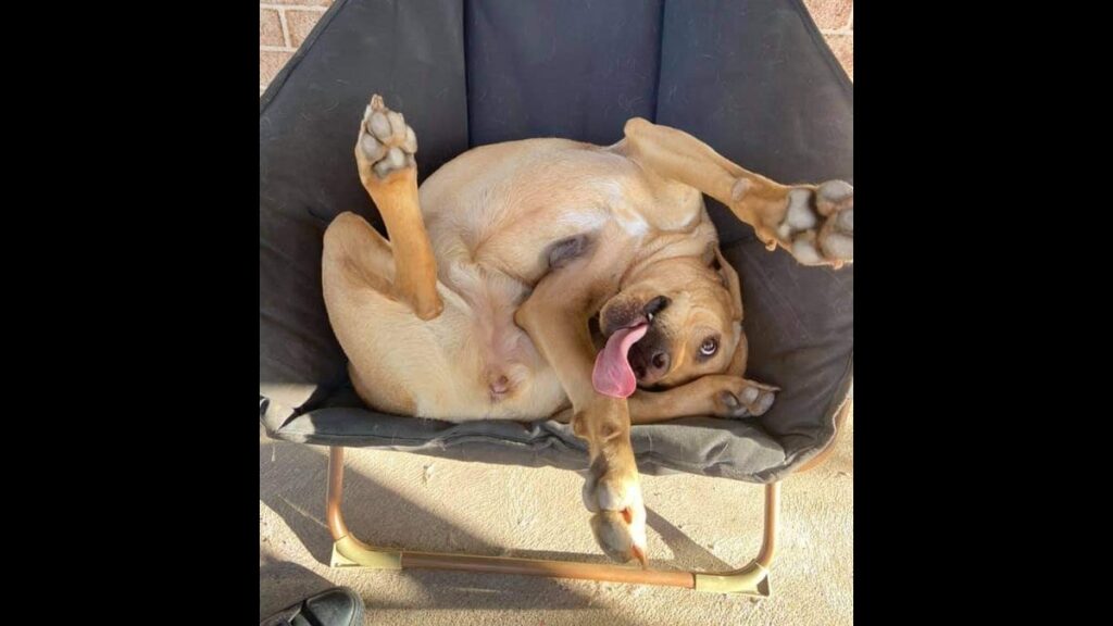 15 Hilarious Pictures of Dogs at their Derpiest - :) Healthy Happy News