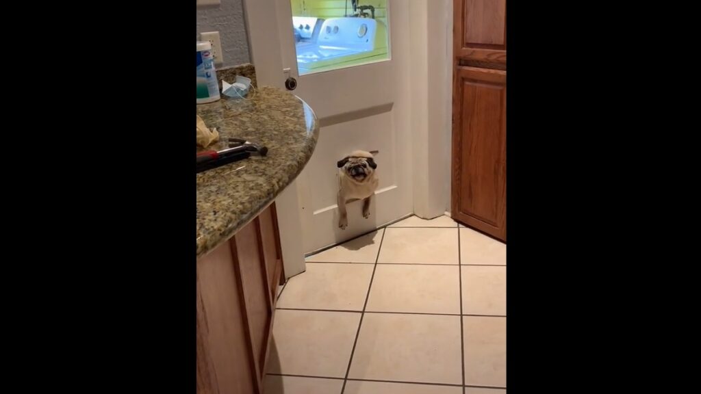 Chubby Pug Gets Stuck in Pet Door [Video] - :) Healthy Happy News
