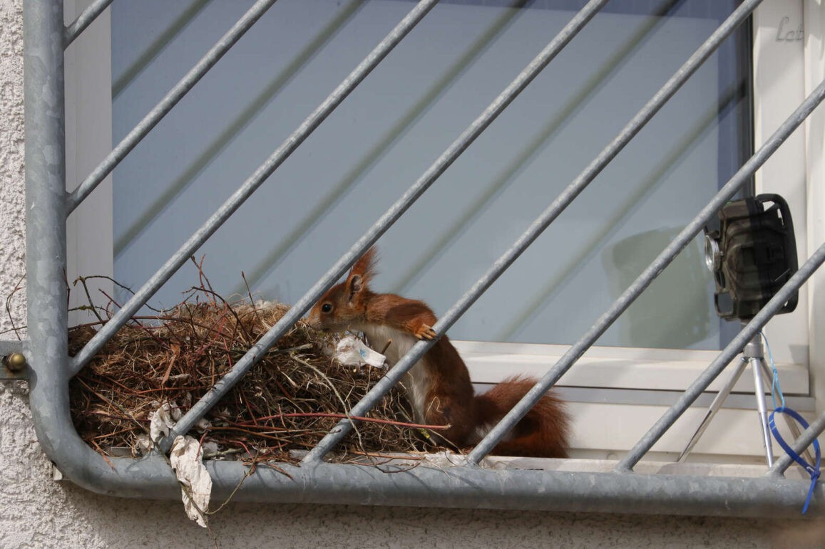 Squirrels build a home on man's window sill. This is how they sleep ...