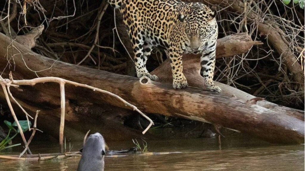 River otters’ teamwork keeps hungry jaguar at bay [Video] - :) Healthy ...
