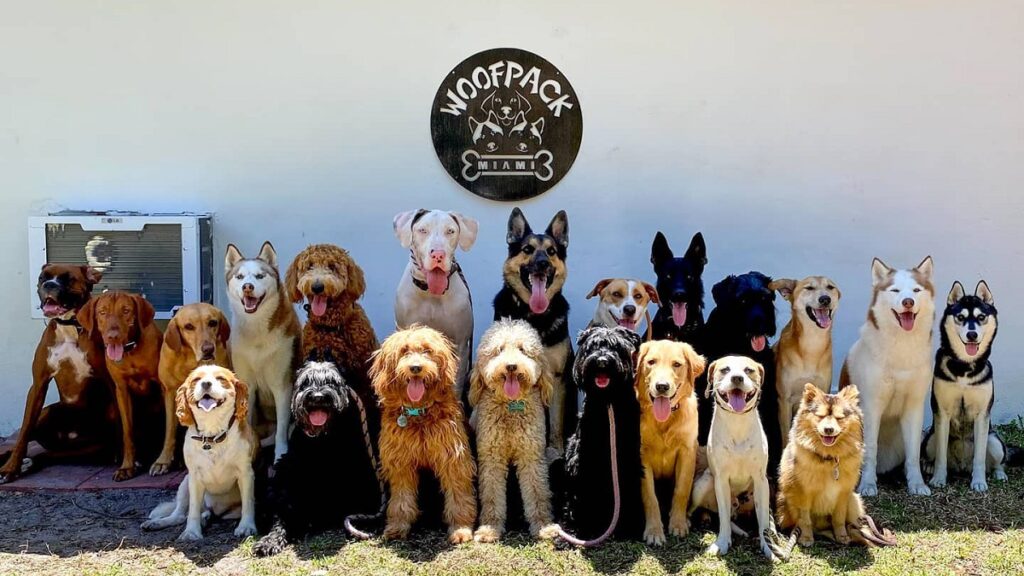 10 Impressive Group Photos of Well-Behaved Dogs - :) Healthy Happy News