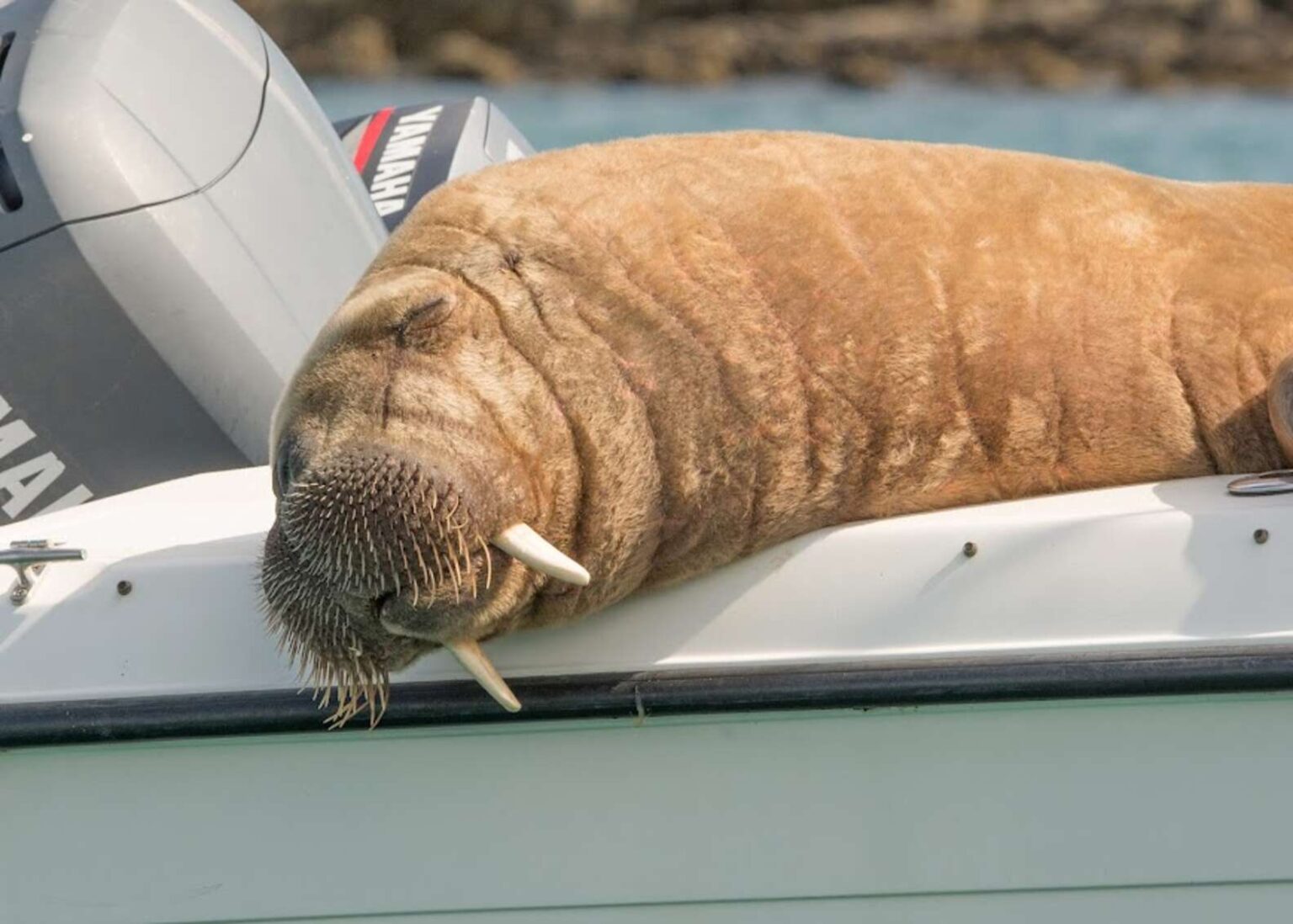 Giant walrus steals a stranger’s boat and chills out [Video ...