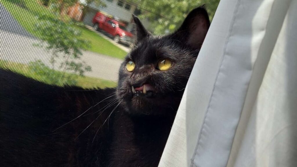Cat with Disfigured Face Gets Adopted by Mom of Kids with Special Needs ...