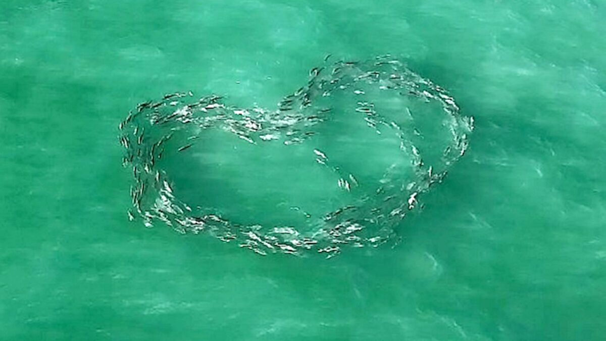 Drone footage captures hundreds of fish swimming in heart formation ...