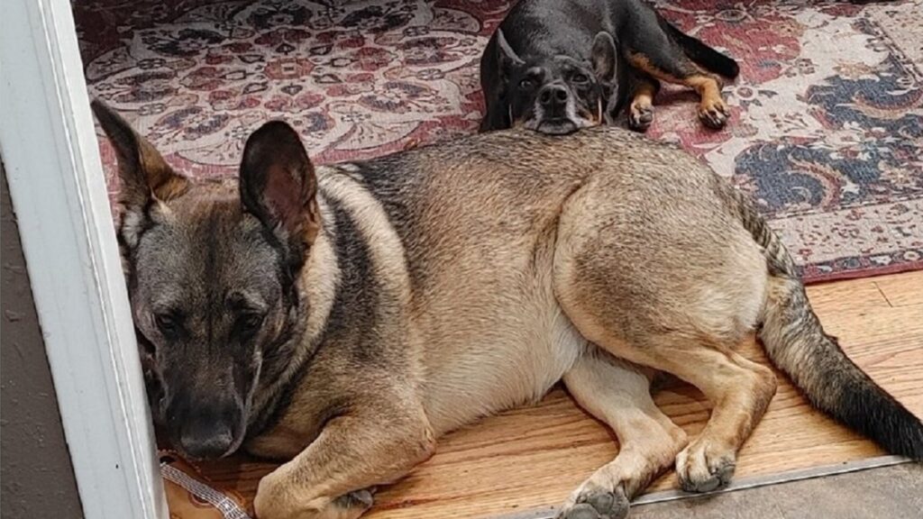 15 "Naughty" Dogs Kicked out of Doggy Daycare for Hilarious Reasons ...