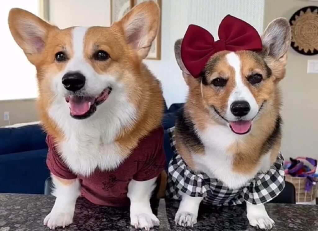 Talking Corgis Star in the Funniest TikTok Skits [Video] - :) Healthy ...