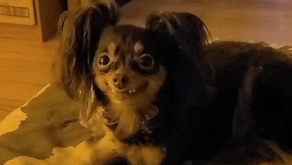 15 Funny Pictures of Dogs Being Derps - :) Healthy Happy News