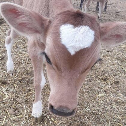 15 Adorable Photos of Cute Cuddly Cows - :) Healthy Happy News