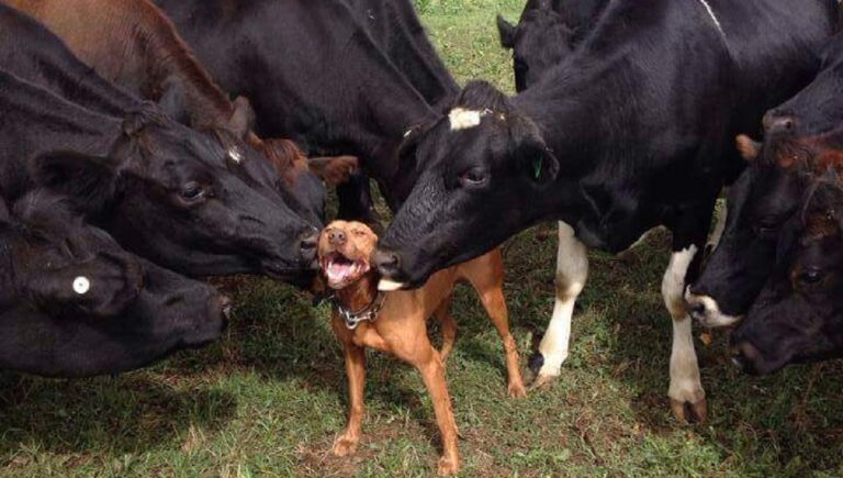 15 Adorable Photos of Cute Cuddly Cows - :) Healthy Happy News