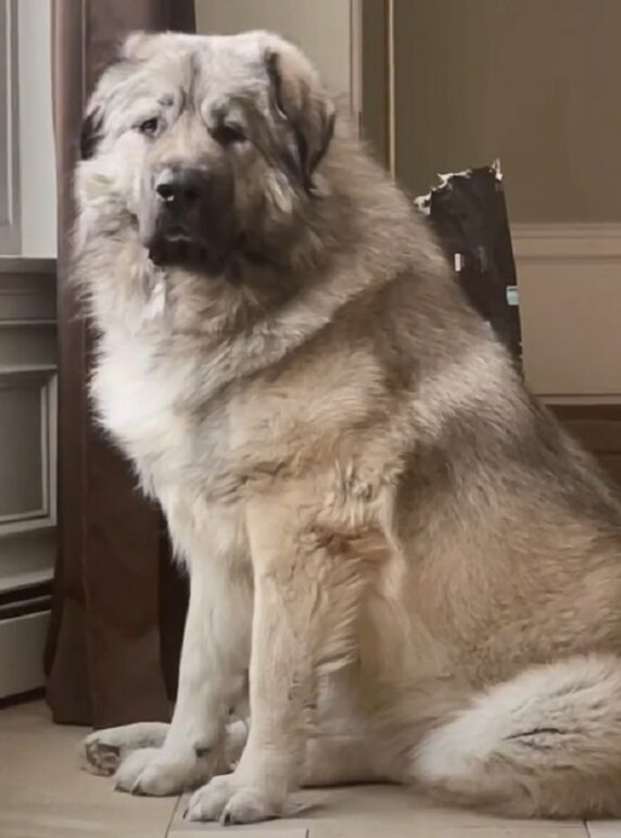 Puppy grows into 170-pound "bear" who towers over toddler BFF [Video ...