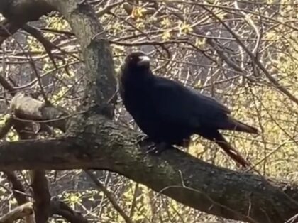 Crows leave thank-you gifts for kind neighbor [Video] - :) Healthy ...