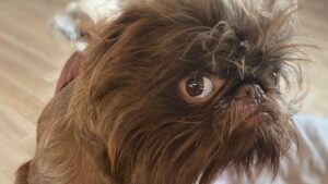 Fuzzy-faced pup looks like a tiny Chewbacca - :) Healthy Happy News