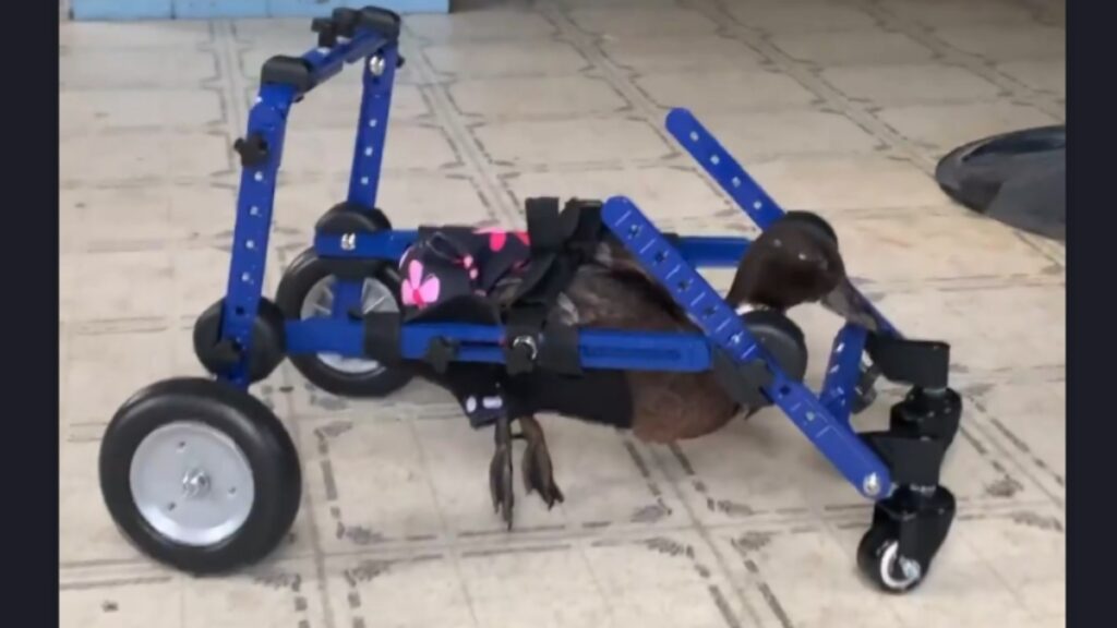 Duck who was paralyzed after a stroke now lives a happy life [Video ...