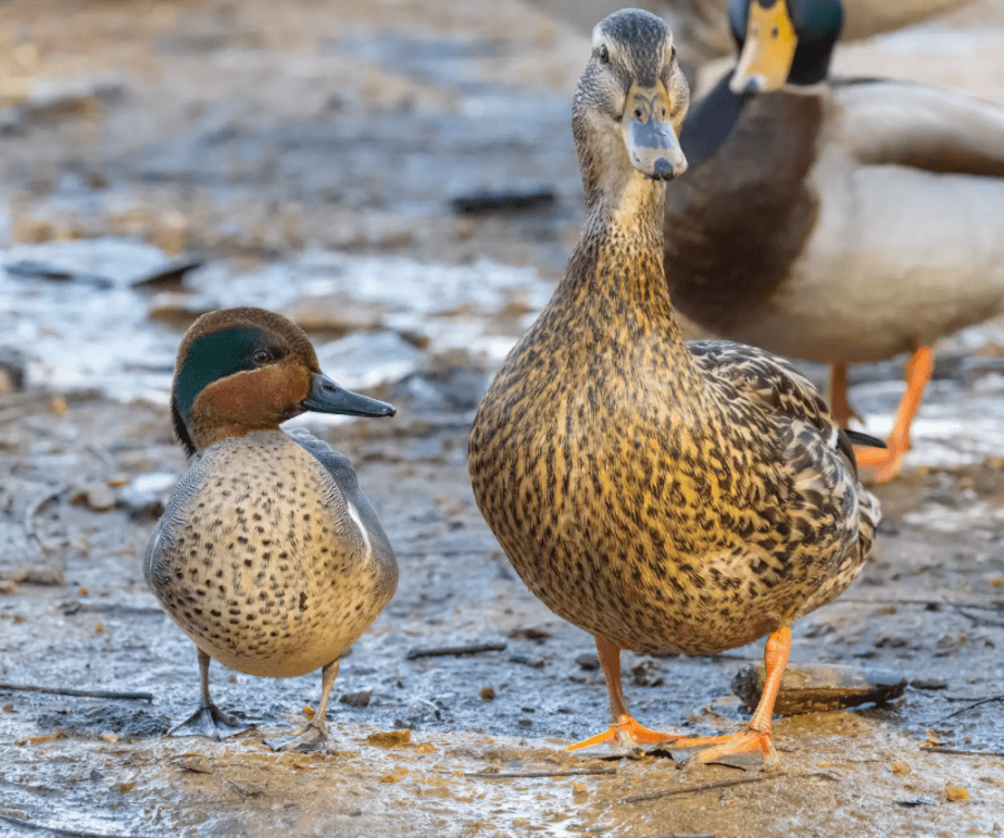 Tiny duck falls in love with girlfriend three times his size ...