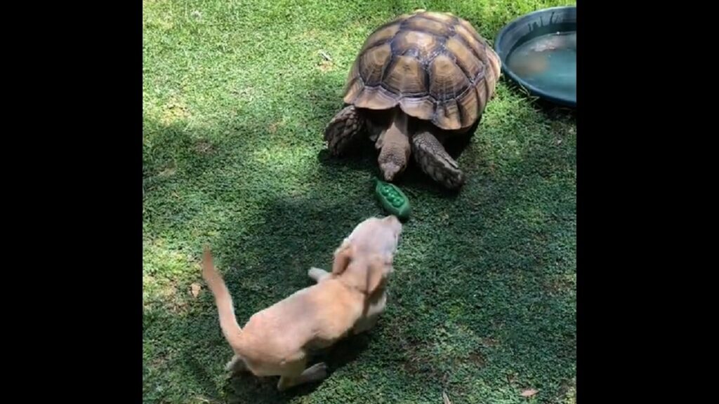 Adorable pup wiggles happily while playing with tortoise BFF [Video ...