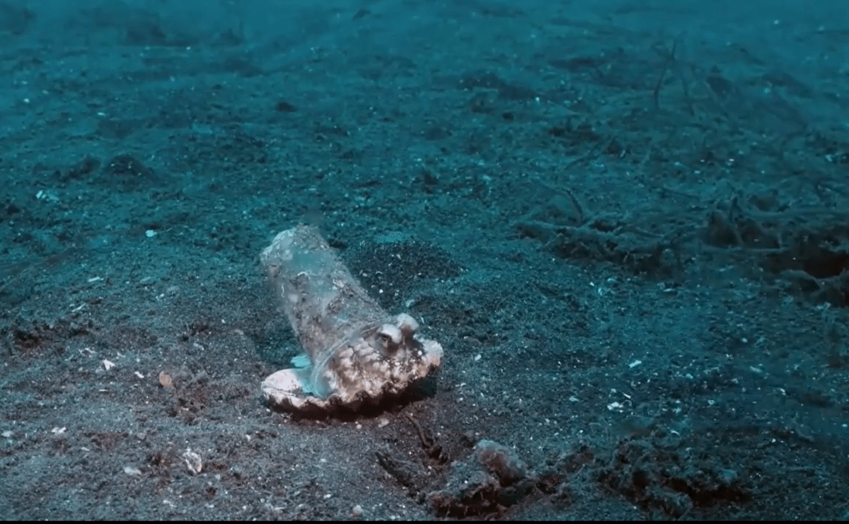 Divers help little octopus living in trash find a better home [Video ...