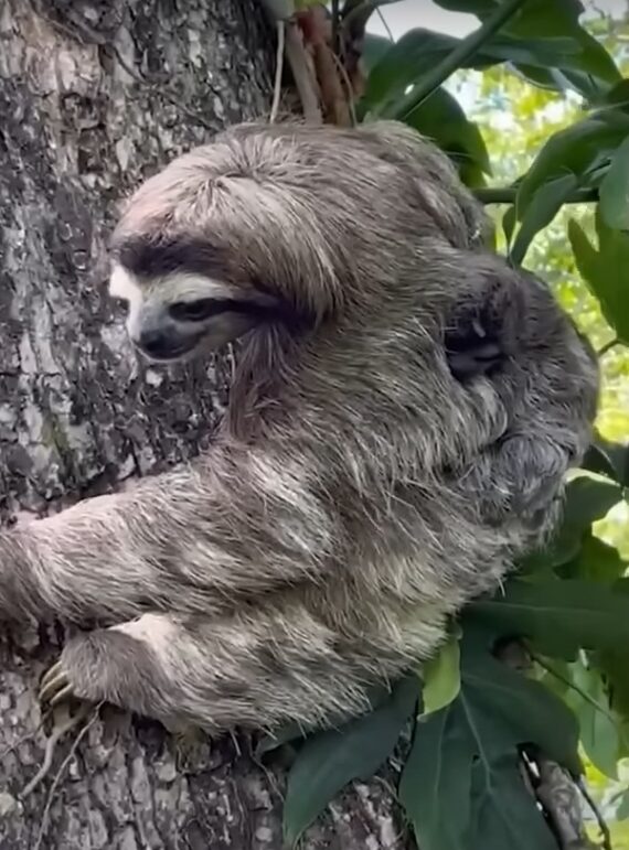 Mama sloth reunites with baby who was stranded on a beach [Video ...