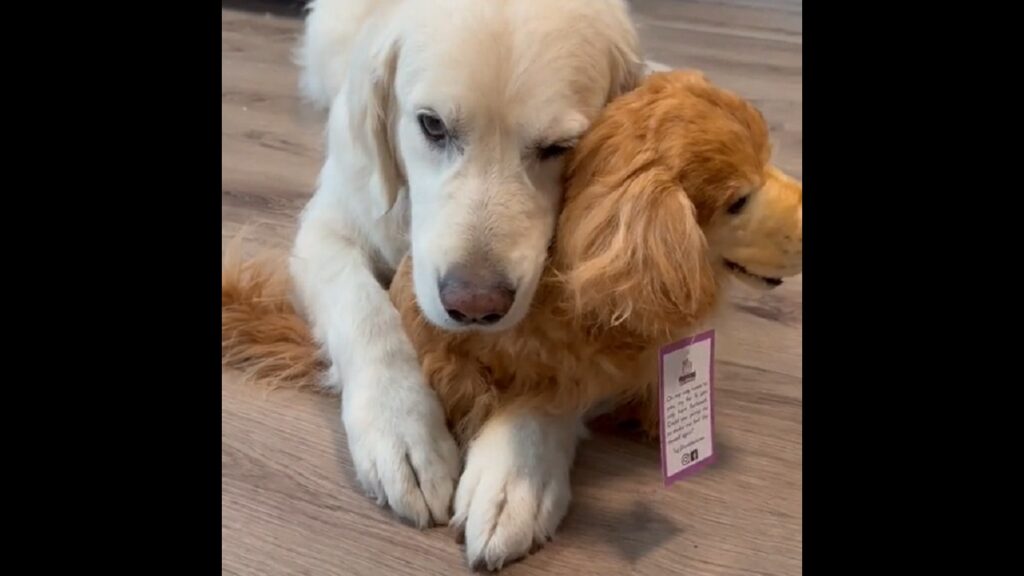 Pup has tearjerking reaction to getting 'Cuddle Clone' of late friend ...