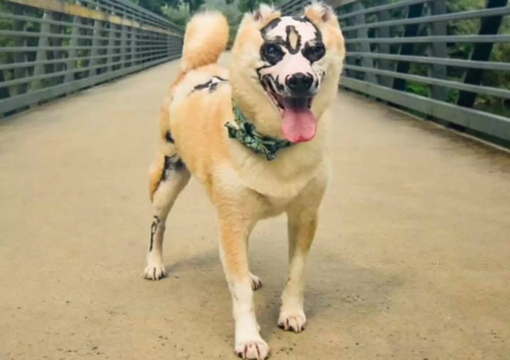 Severely Burned Dog Becomes A Therapy Dog For Patients Like Him ...