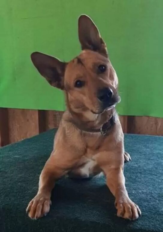 Shelter Dog Gets A Starring Role In Hulu's “Prey” - :) Healthy Happy News