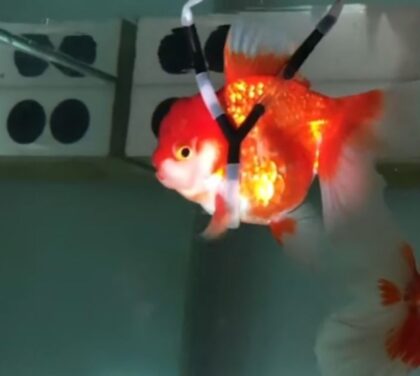 Disabled Goldfish Gets A Custom ‘Wheelchair’ From Owner [Video ...