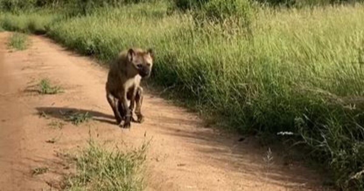 Disabled Hyena Learns To Walk On Two Front Legs [Video] - :) Healthy ...