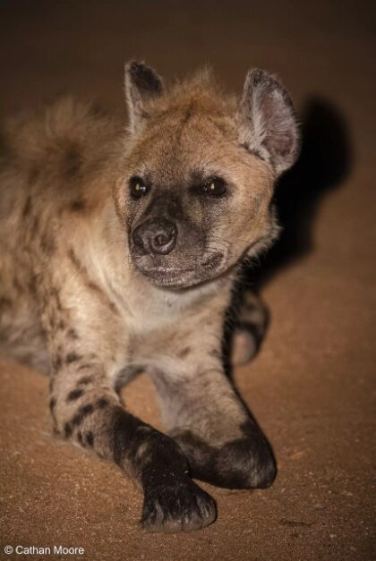 Disabled Hyena Learns To Walk On Two Front Legs [Video] - :) Healthy ...