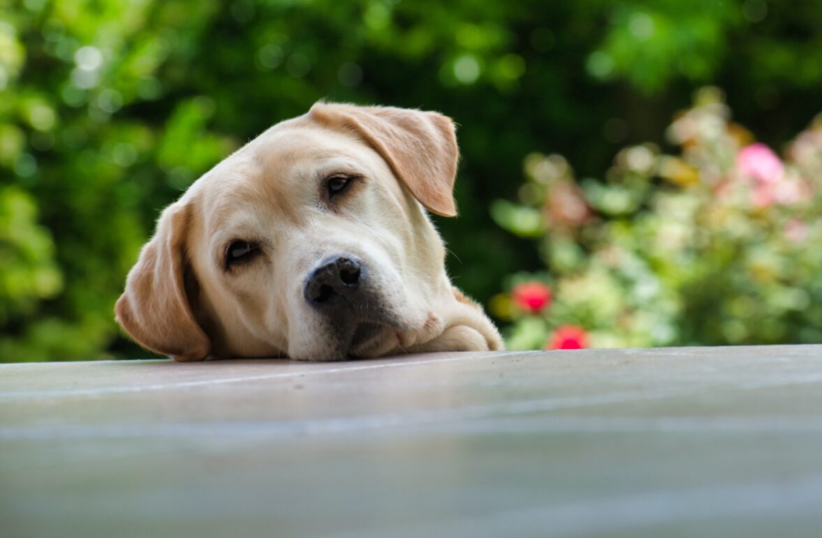 Labrador Rain Party Goes Viral: Buster vs. Storm! - :) Healthy Happy News